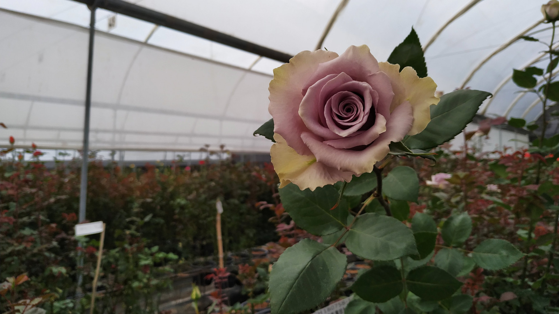 Feltalálták a rózsát, amely fél éven át nem hervad el - Portfolio.hu